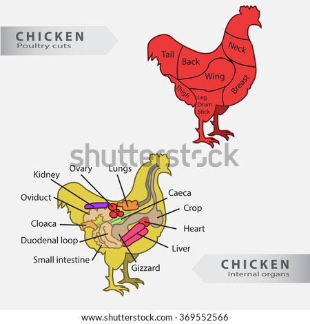 Basic Chicken Internal Organs Cuts Chart Stock Vector 369552566 ...