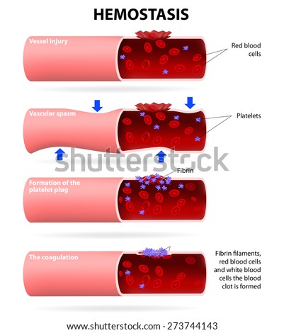 Hemostasis Stock Images, Royalty-Free Images & Vectors | Shutterstock