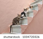 7 Cats In Various Colours Free Stock Photo - Public Domain Pictures