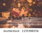 September In The Forest Free Stock Photo - Public Domain Pictures September In The Forest Free Stock Photo - Public Domain Pictures